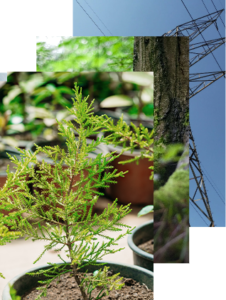 Forestry - Genome Alberta